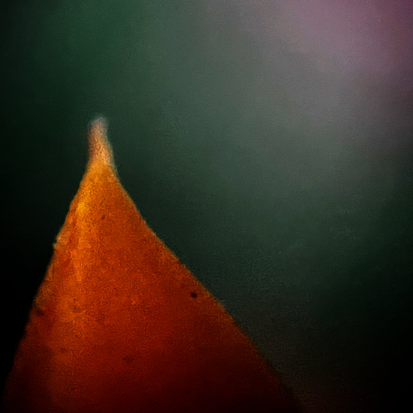 paul fletcher on Metalabel